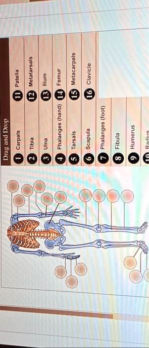SOLVED: Patella Femur Metacarpals Clavicle 2 5 Phalanges (hand) Drag and Drop Phalanges (foot ...