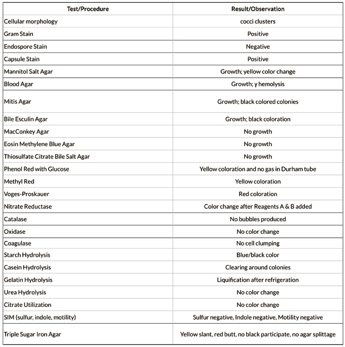 testprocedure resultobservation cellular morphology cocci clusters gram ...