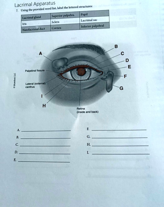 SOLVED: Lacrimal Apparatus 7. Using the provided word list, label the ...
