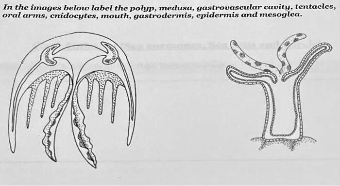 SOLVED: In the images below label the polyp, medusa, gastrovascular ...