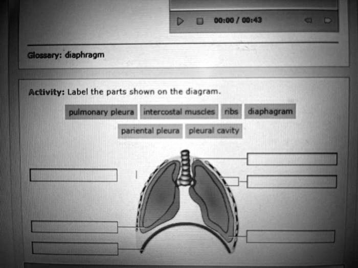 SOLVED: Glossary: diaphragm Activity: Label the parts shown on the diagram pulmonary pleura ...