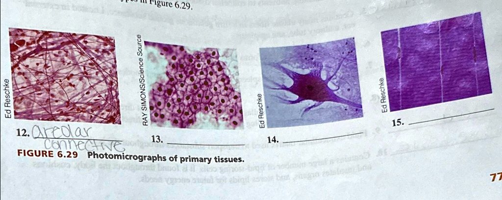 Ed Reschke RAY SIMONS/Science Source 12. areolar connective 13. FIGURE ...