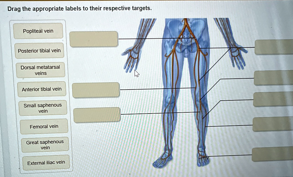 Drag the appropriate labels to their respective targets. Popliteal vein ...
