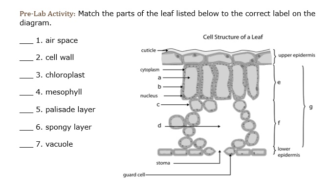 SOLVED: Pre-Lab Activity: Match the parts of the leaf listed below to the correct label on the ...