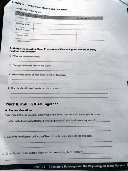 SOLVED: Complete the following chart: Foal Structure Function Umbilical ...