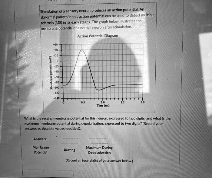 SOLVED:Stimulation of a sensory neuron produces an action potential: An ...