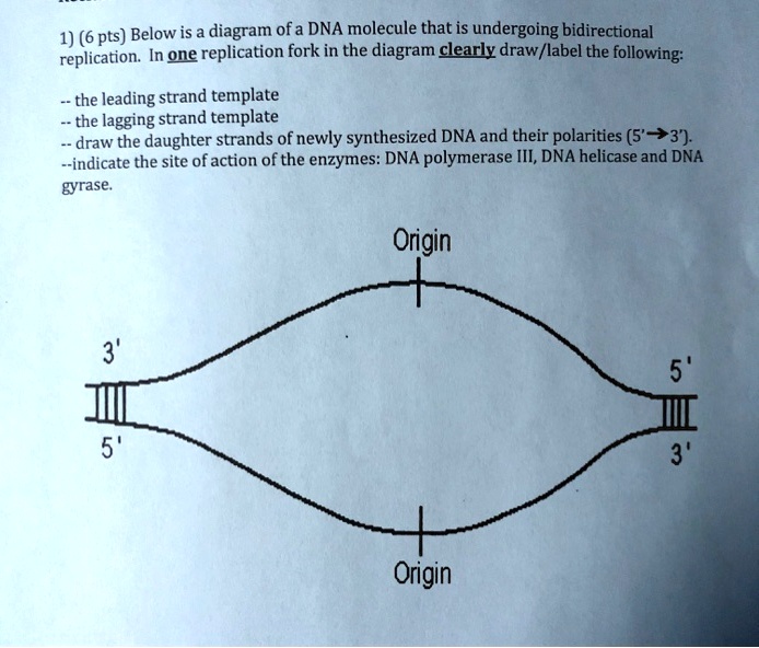 SOLVED: 1) (6 pts)- Below is a diagram ofa DNA molecule that is undergoing bidirectional ...