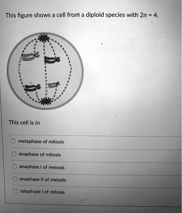 this figure shows a cell from a diploid species with 2n 4 this cell is ...