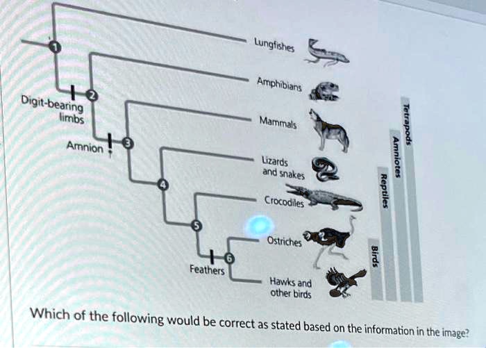 SOLVED: A) crocodiles and hawks share a more recent ancestor than ...