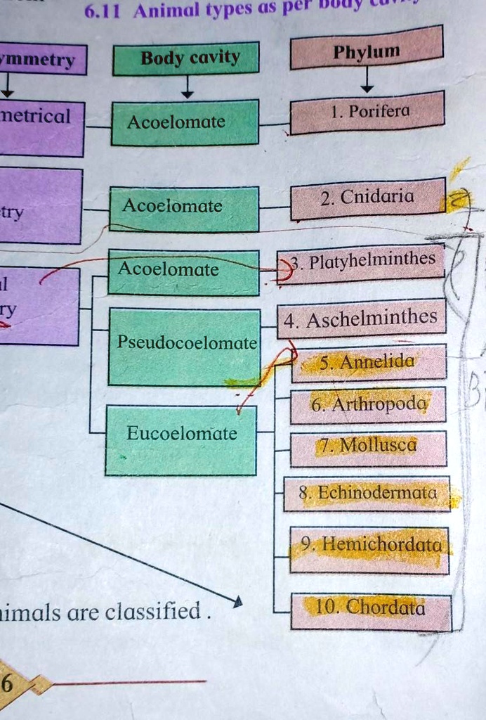 6.11 Animal types as per body Body cavity Phylum symmetry ? metrical ...