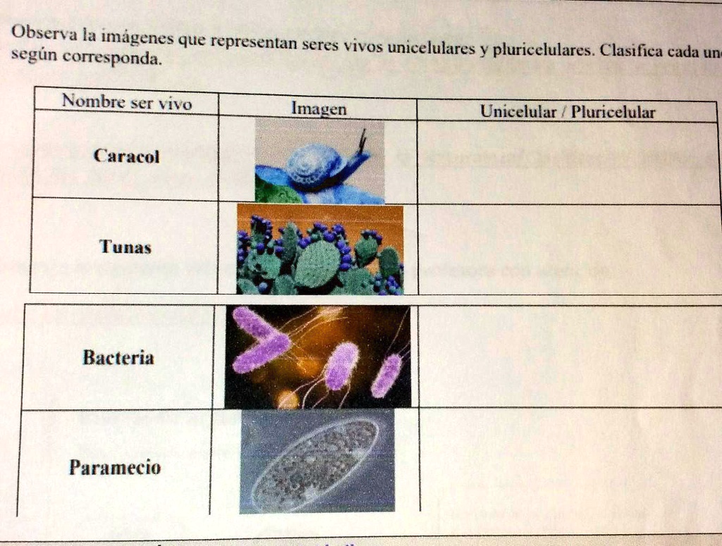 SOLVED: Observa la imágenes que representan seres vivos unicelulares y ...