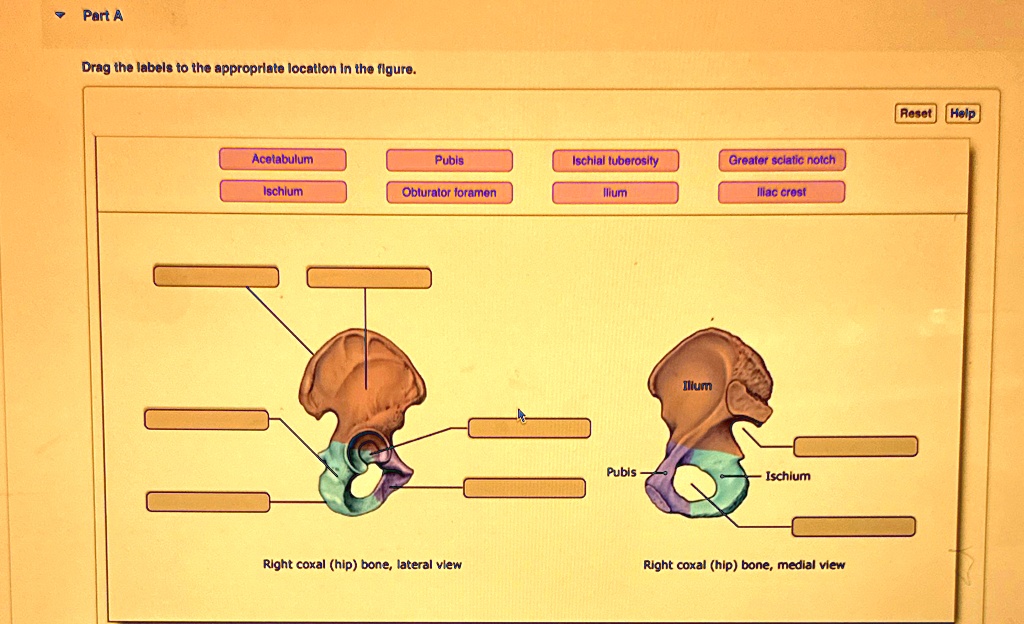 Part A Drag the labels to the appropriate location in the figure. Right ...