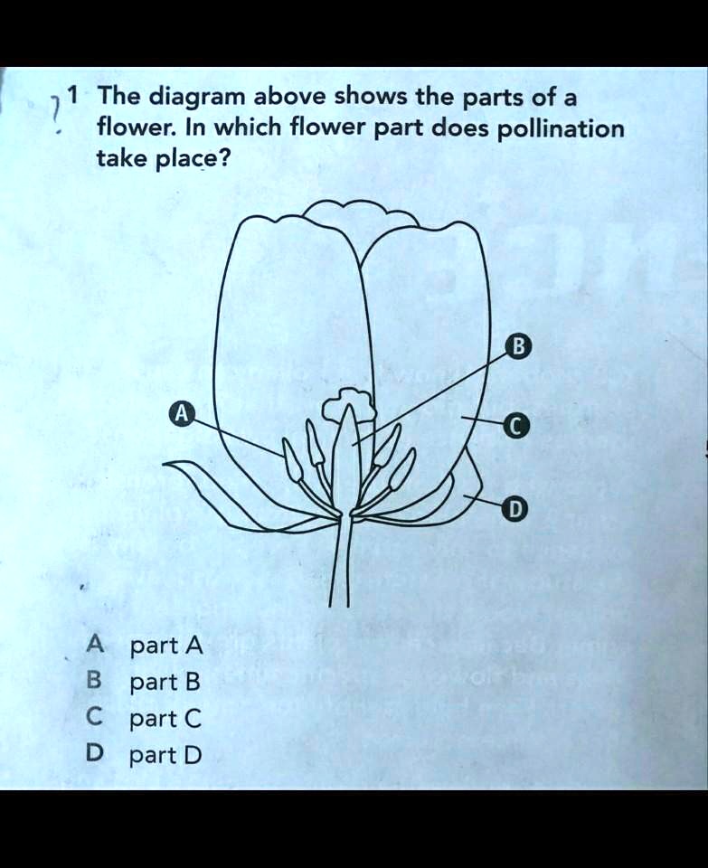 SOLVED: 'which is it? a , b, c, or d? 11 The diagram above shows the ...
