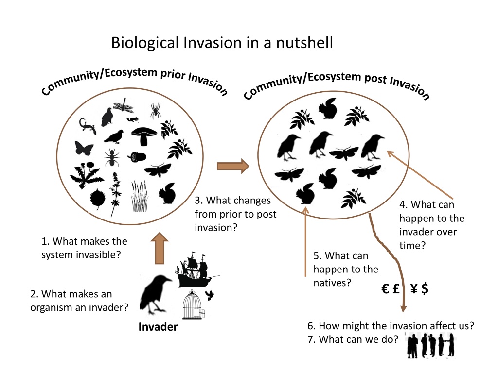 SOLVED:Biological Invasion in a nutshell community/E Ecosystem prior ...