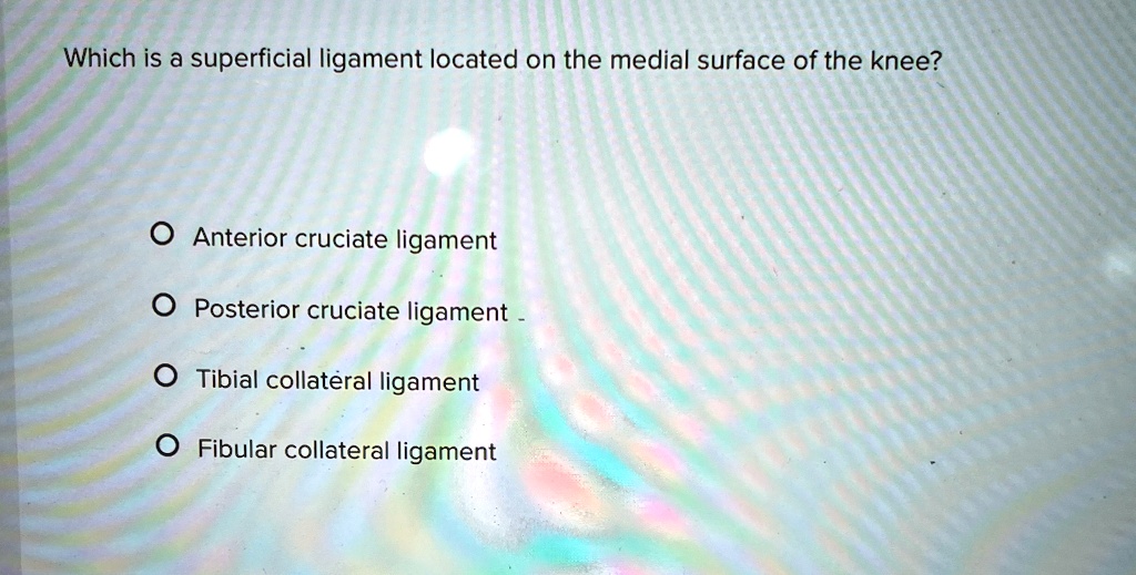 Which is a superficial ligament located on the medial surface of the ...