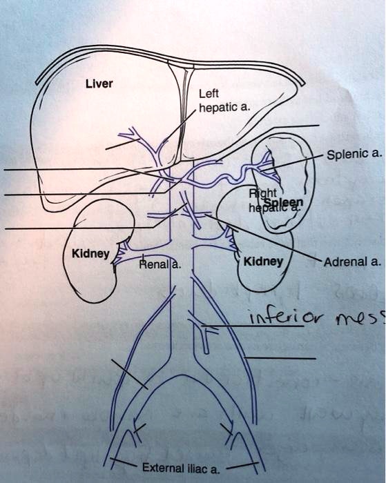 Liver Left hepatic a. Splenic a. Right hepatic a. Kidney Renal a ...