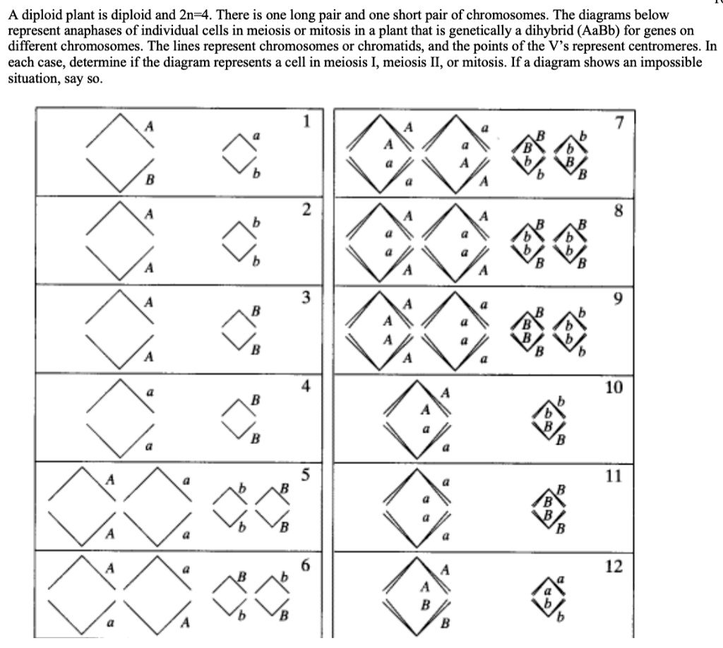 a diploid plant is diploid and 2n 4 there is one long pair and one ...