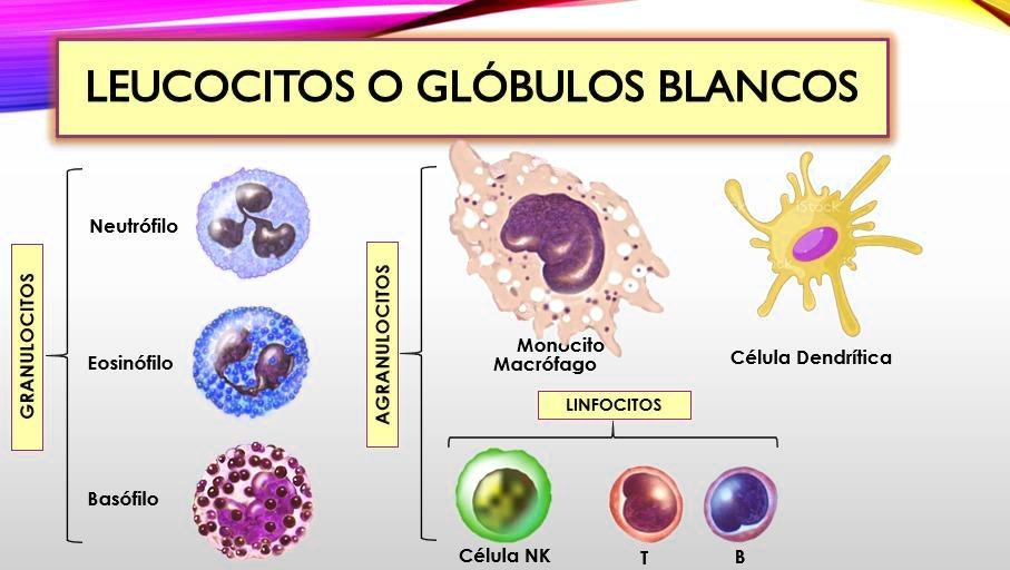 SOLVED: ¿Cuál es la función de los leucocitos en el sistema inmunológico? ayuda para hoy ...