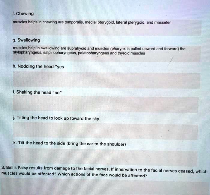 f. Chewing muscles helps in chewing are temporalis, medial pterygoid ...