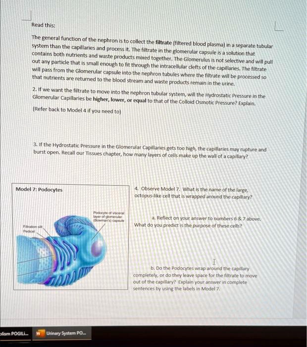 Read this: The general function of the nephron is to collect...