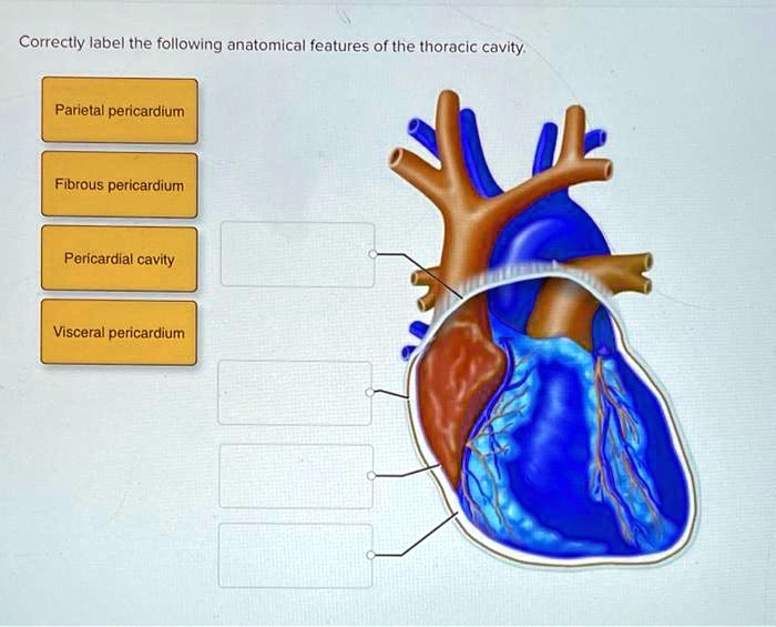 SOLVED: Correctly label the following anatomical features of the ...