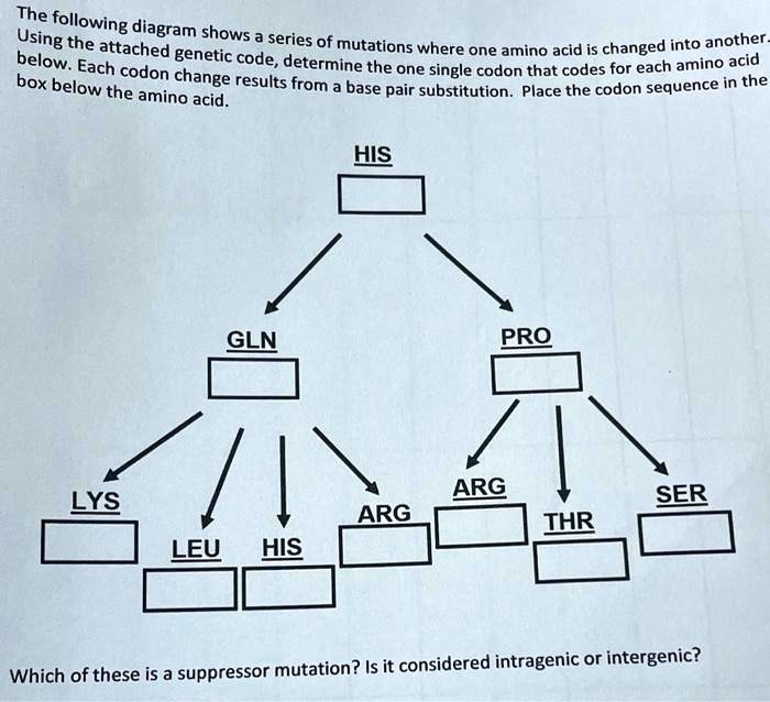 SOLVED: The following diagram shows the attached series of mutations ...