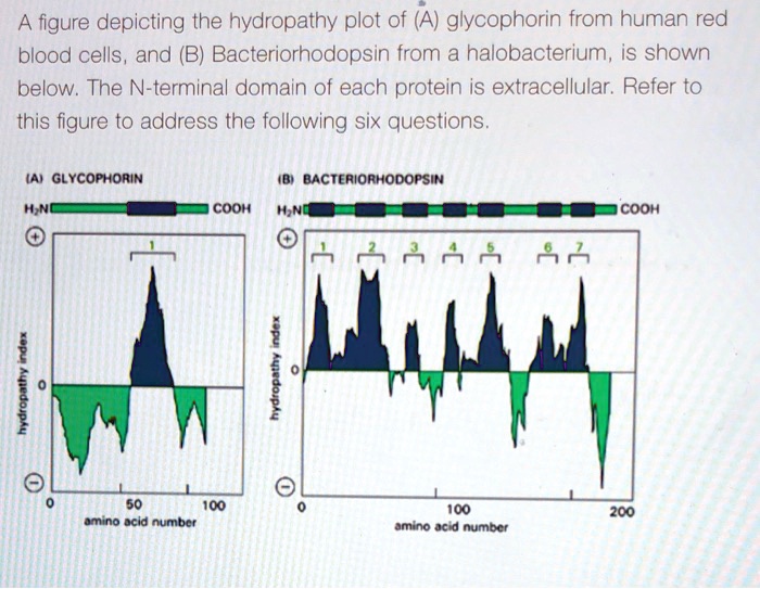 SOLVED: Figure depicting the hydropathy plot of (A) glycophorin from human red blood cells and ...