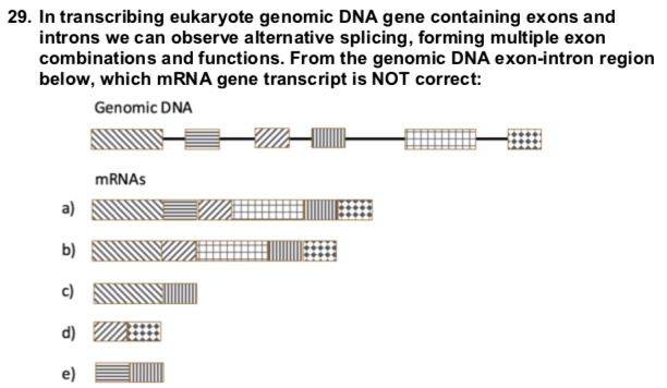 29 in transcribing eukaryote genomic dna gene containing exons and ...