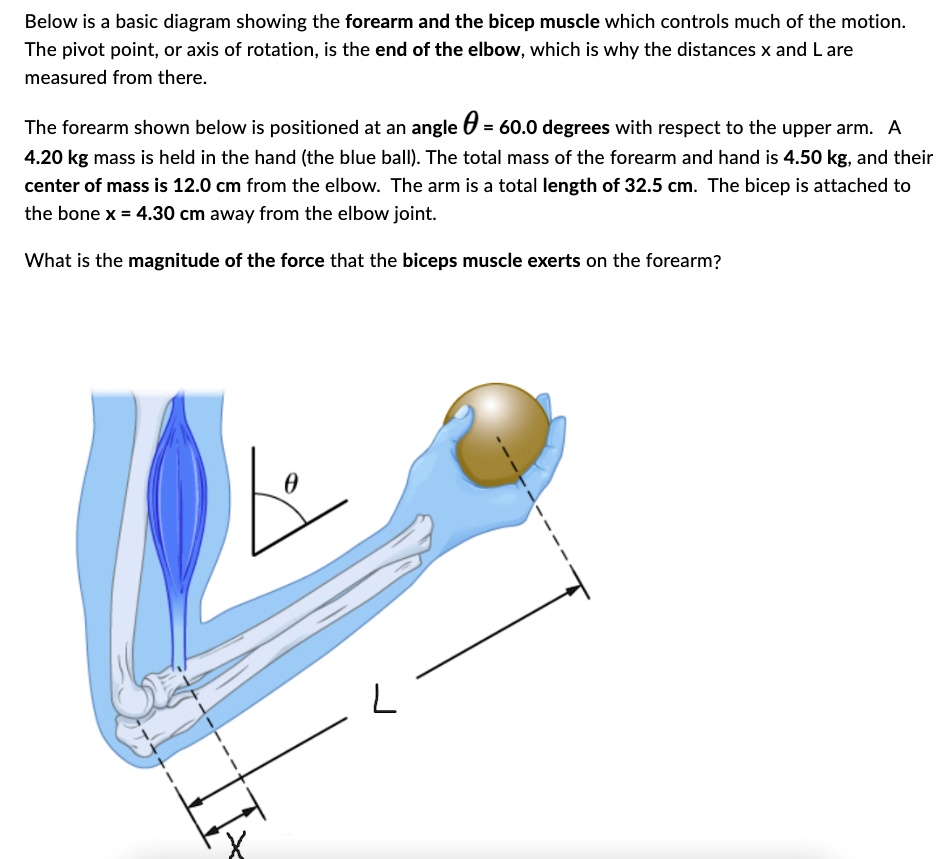 Below is a basic diagram showing the forearm and the bicep muscle which ...