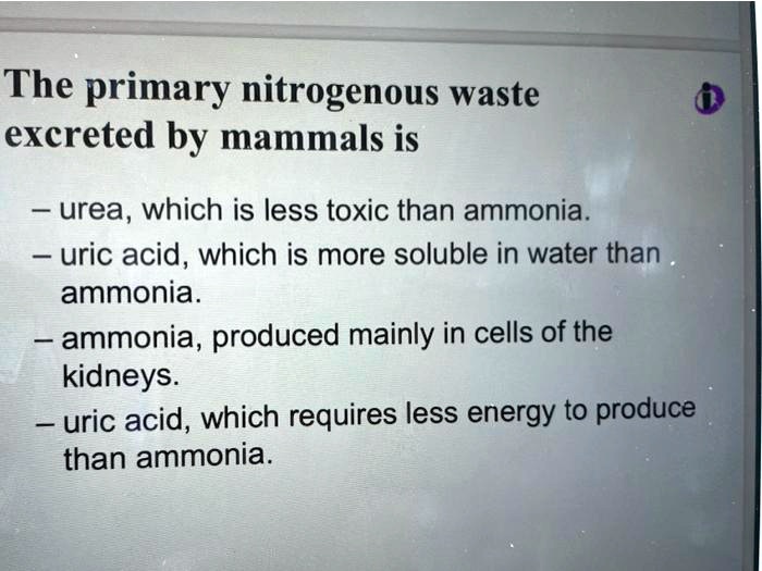 SOLVED: The primary nitrogenous waste excreted by mammals is urea ...