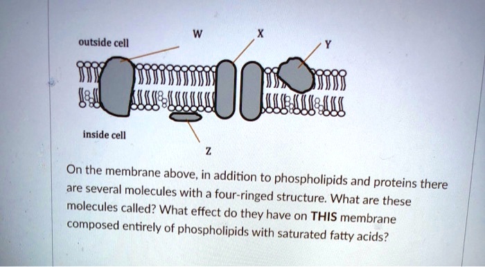 SOLVED:outside cell inside cell On the membrane above; in addition to ...
