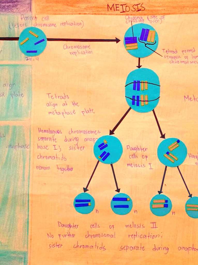 Draw a simple diagram that shows the process of mitosis and meiosis ...