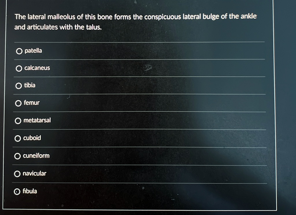 the lateral malleolus of this bone forms the conspicuous lateral bulge ...