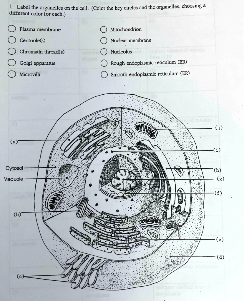 [GET ANSWER] label the organelles on the cell using diagram below ...