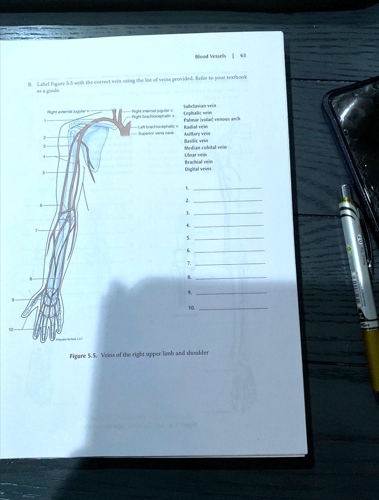Blood Vessels | 63 B. Label Figure 5.5 with the correct vein using the ...