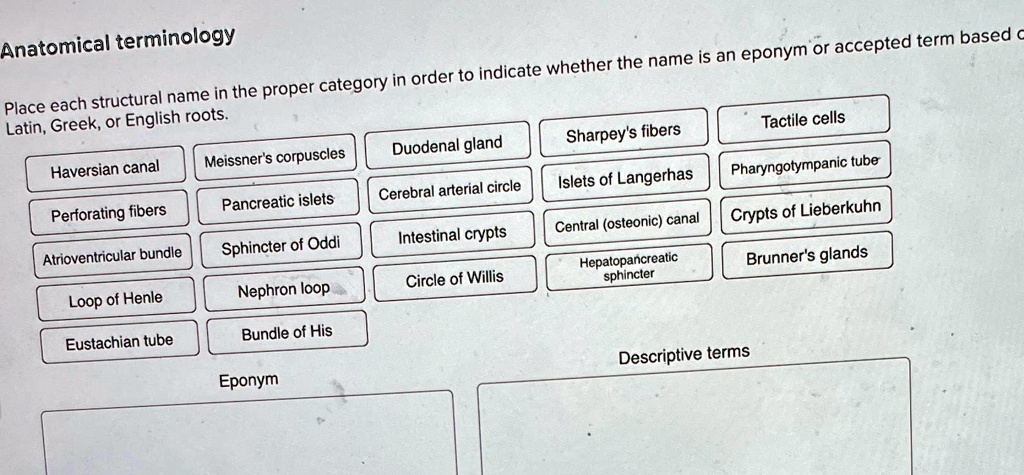 Anatomical terminology Place each structural name in the proper ...
