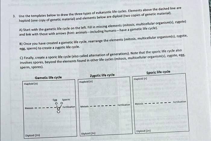 3. Use the templates below to draw the three types of eukaryotic life ...