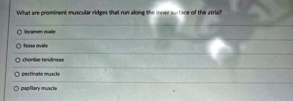 What are prominent muscular ridges that run along the inner surface of ...