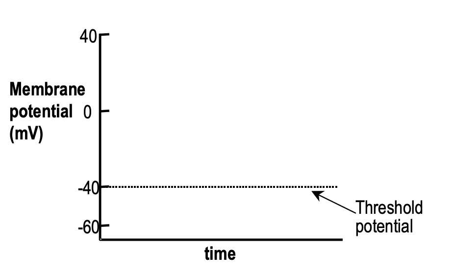 Membrane potential (mV) 40 0 -40 -60 time Threshold potential