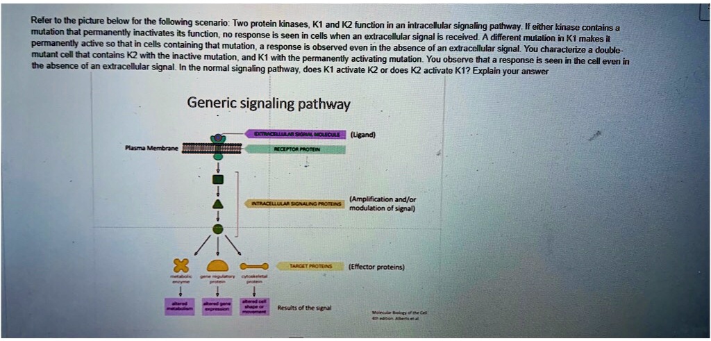 refer to the picture belw for the following scenario two protein ...
