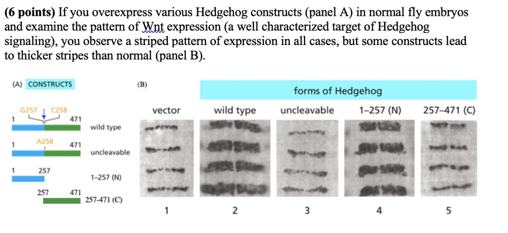6 points if you overexpress various hedgehog constructs panel a in ...