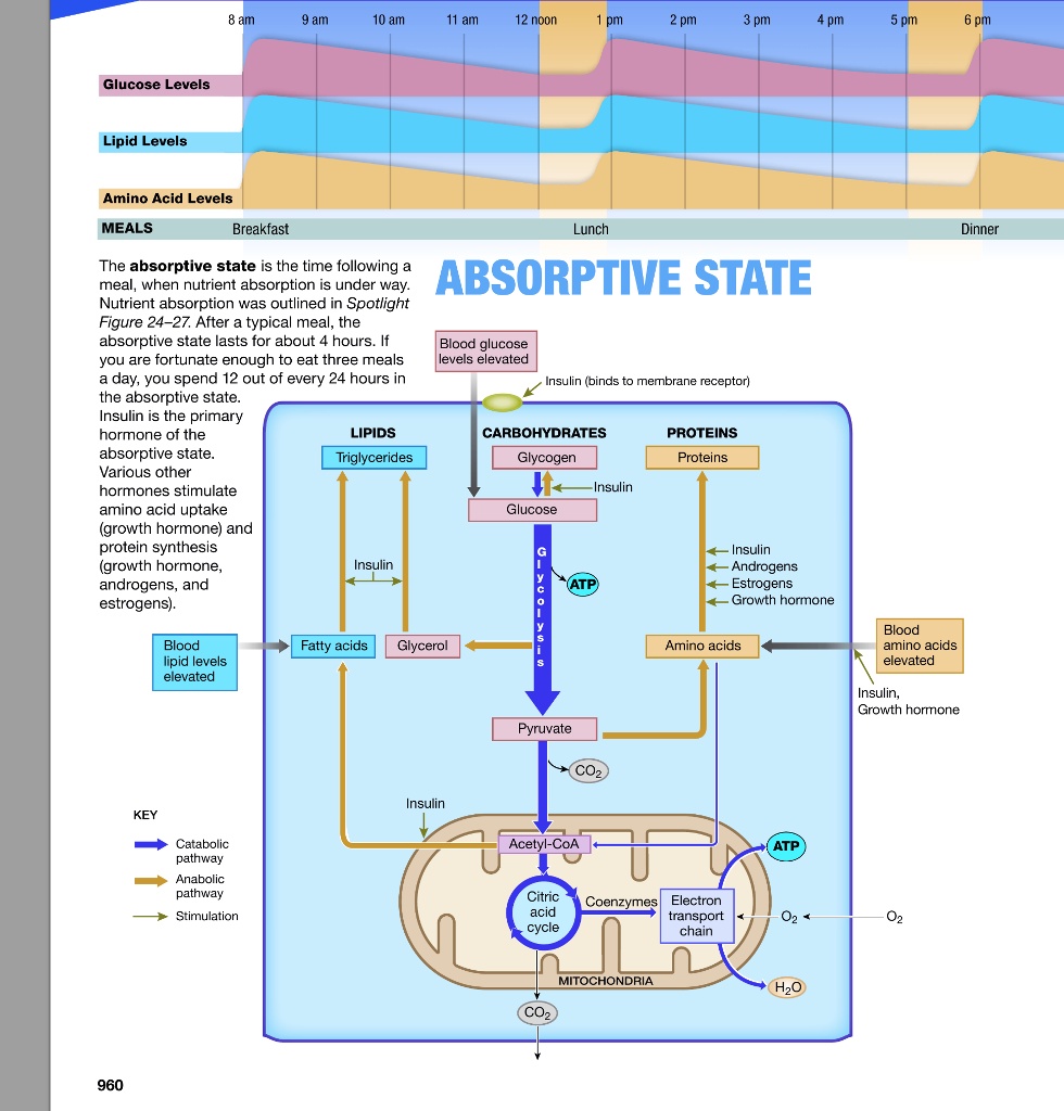 10 am 11 am 12 noon wd glucose levels lipid levels amino acid levels ...