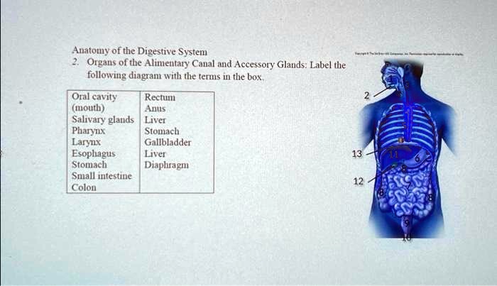 Anatomy of the Digestive System 2. Organs of the Alimentary Canal and ...