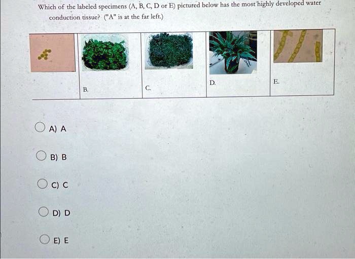 Which of the labeled specimens (A, B, C, D or E) pictured below has the ...