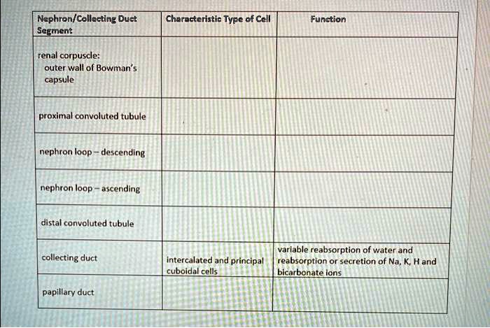 Nephron/Collecting Duct Segment renal corpuscle: outer wall of Bowman's ...