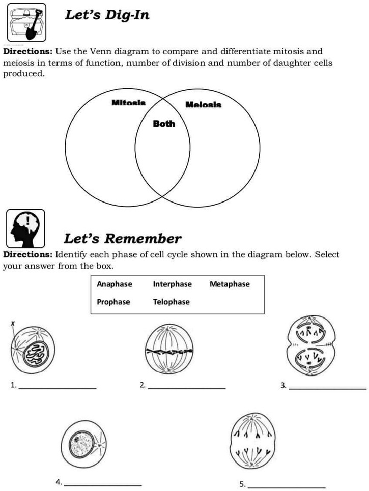Mitosis And Meiosis Venn Diagram