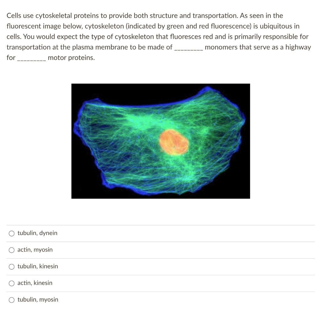 SOLVED:Cells use cytoskeletal proteins to provide both structure and ...
