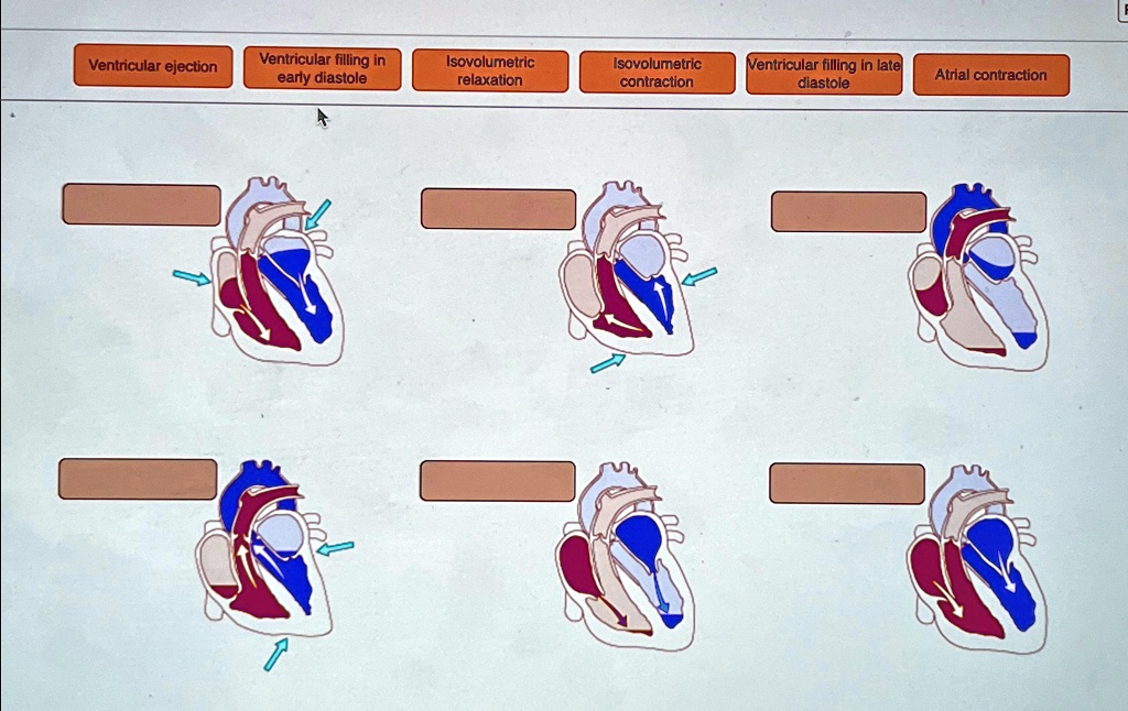 SOLVED: Ventricular ejection Ventricular filling in Isovolumetric ...