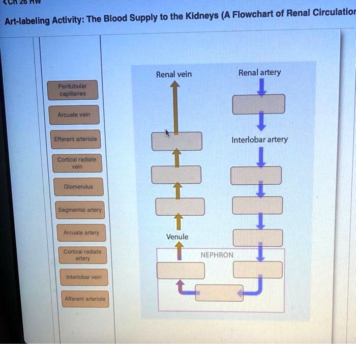 SOLVED: YGlC0 Art-labeling Activity: The Blood Supply to the Kidneys (A ...
