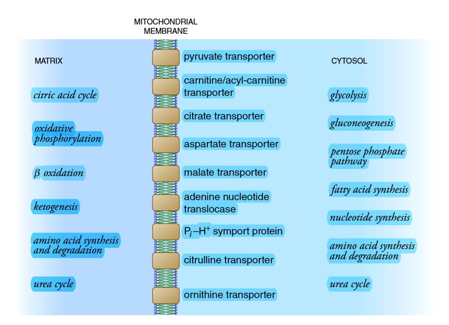 SOLVED: MITOCHONDRIAL MEMBRANE MATRIX pyruvate transporter CYTOSOL ...